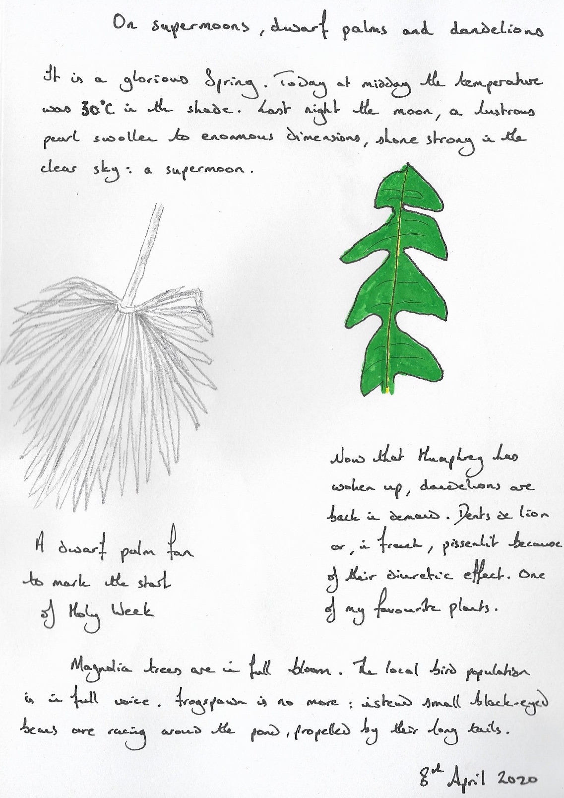 Creating a nature journal – Roy Peachey's Books