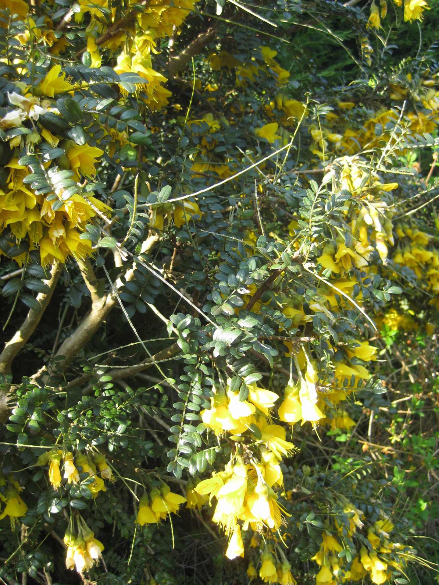 Creating a nature journal – Roy Peachey's Books