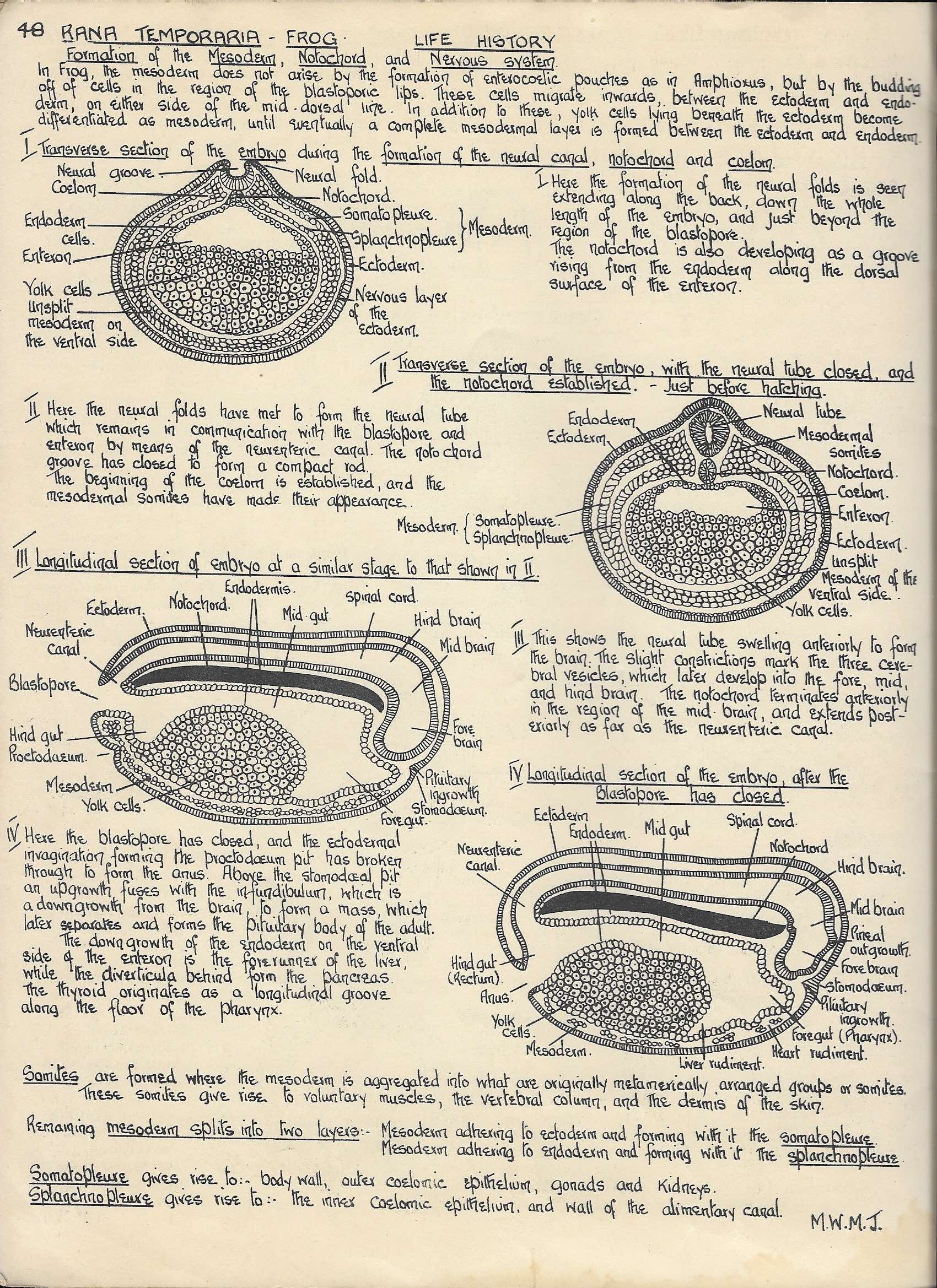Maud Jepson’s Biological Drawings – Roy Peachey's Books