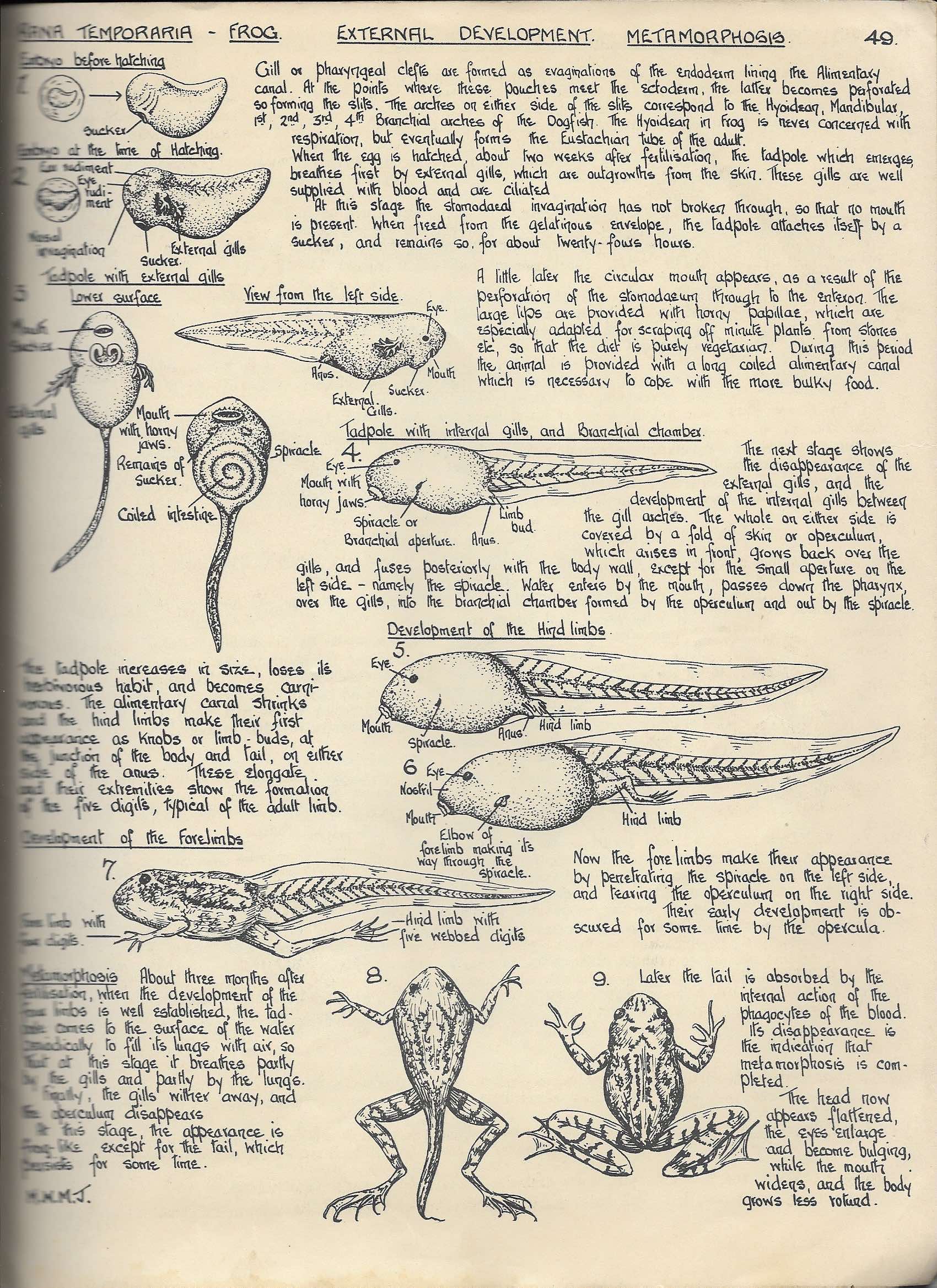 Maud Jepson’s Biological Drawings – Roy Peachey's Books