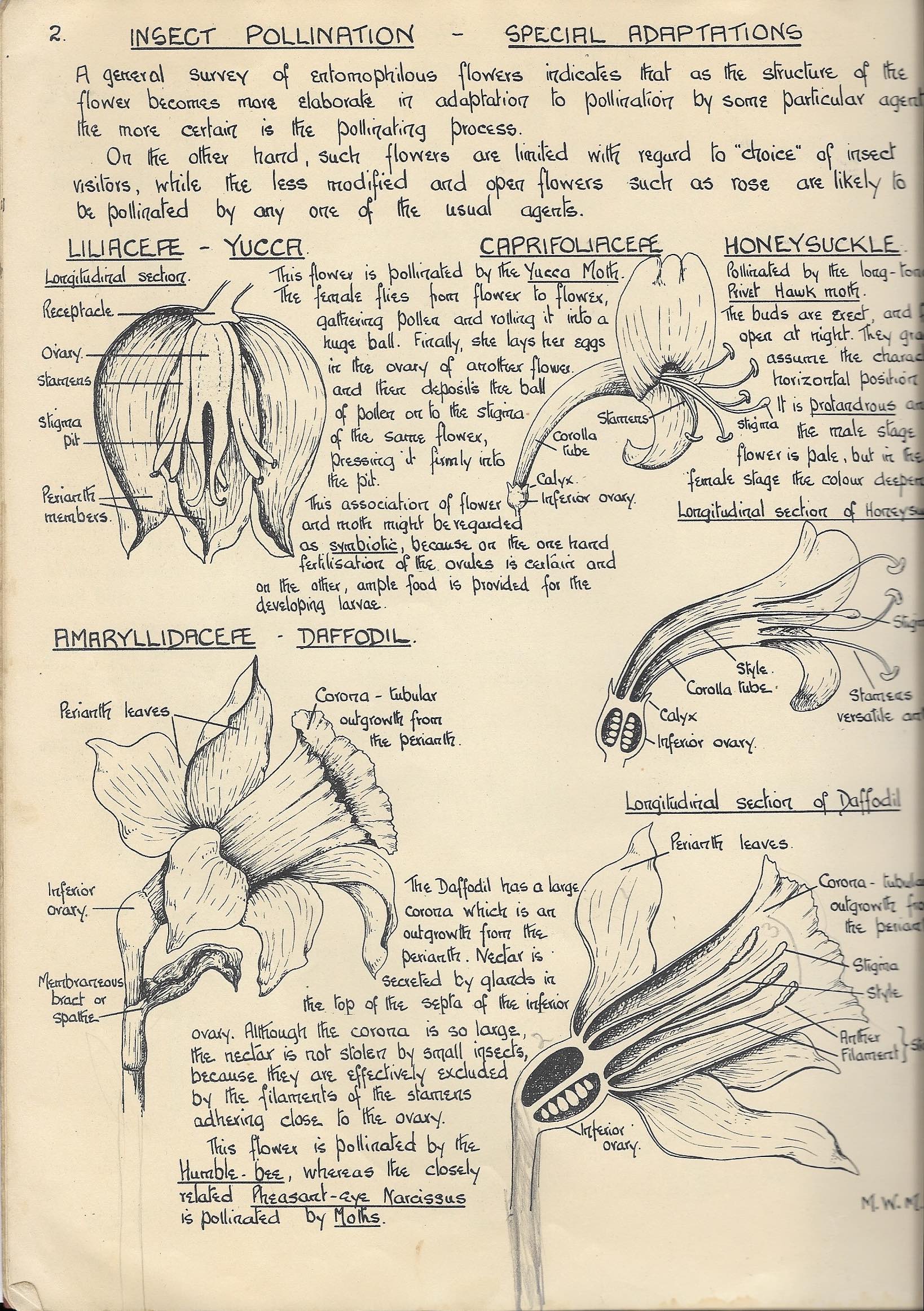 Maud Jepson’s Biological Drawings – Roy Peachey's Books